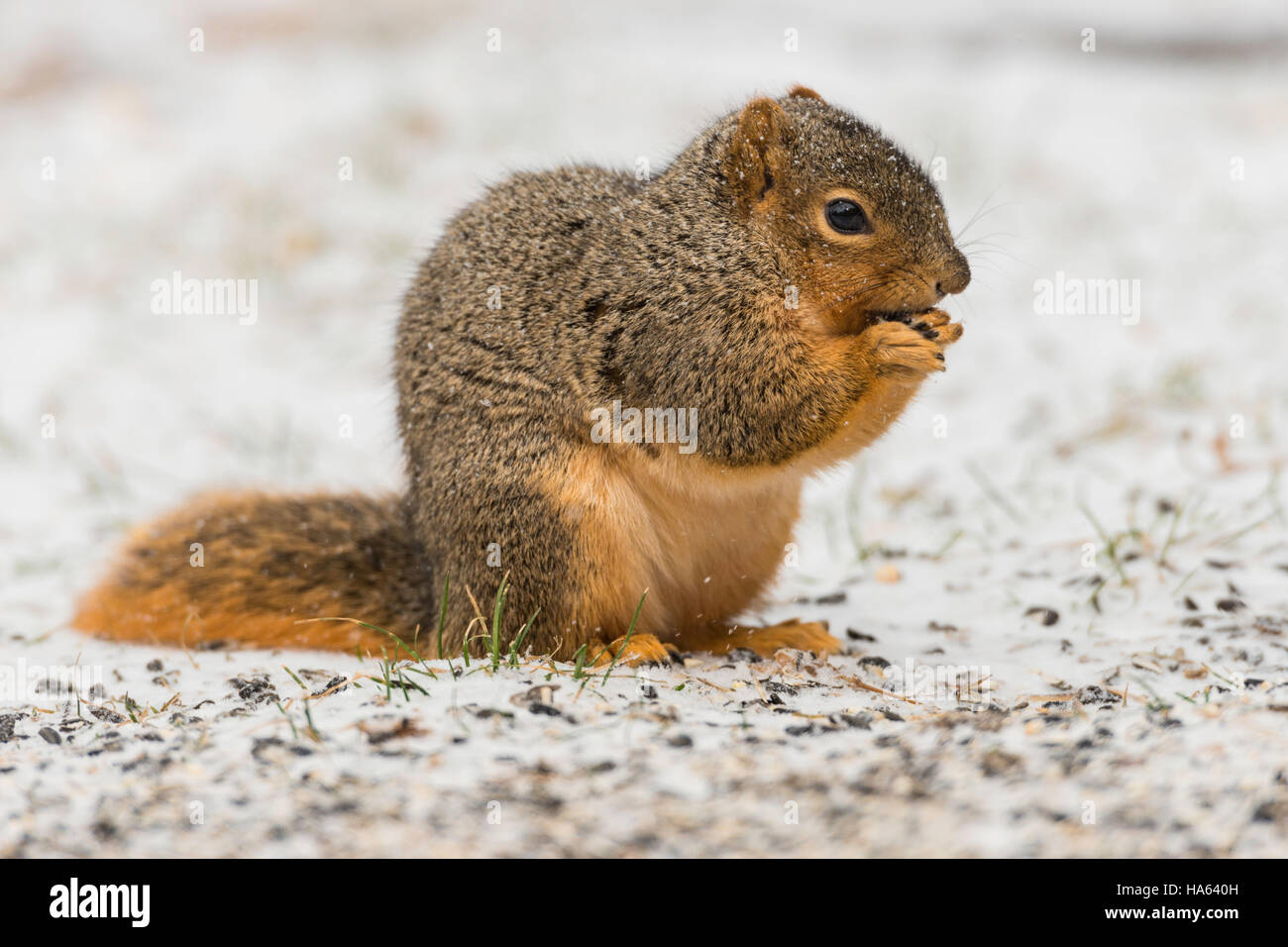Fox Squirrel foraging on snowy ground Stock Photo - Alamy