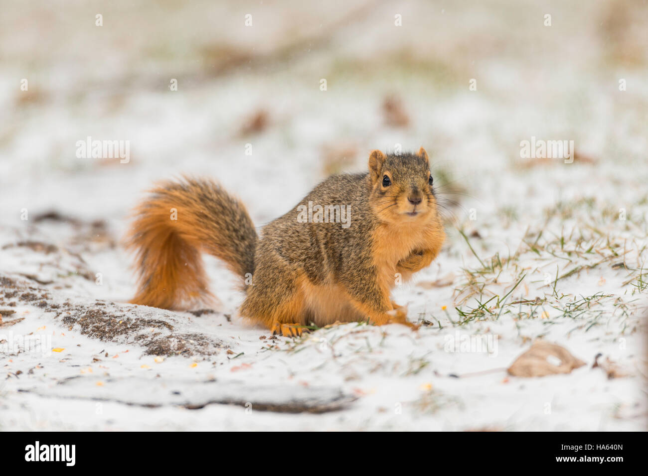 Fox Squirrel foraging on snowy ground Stock Photo - Alamy
