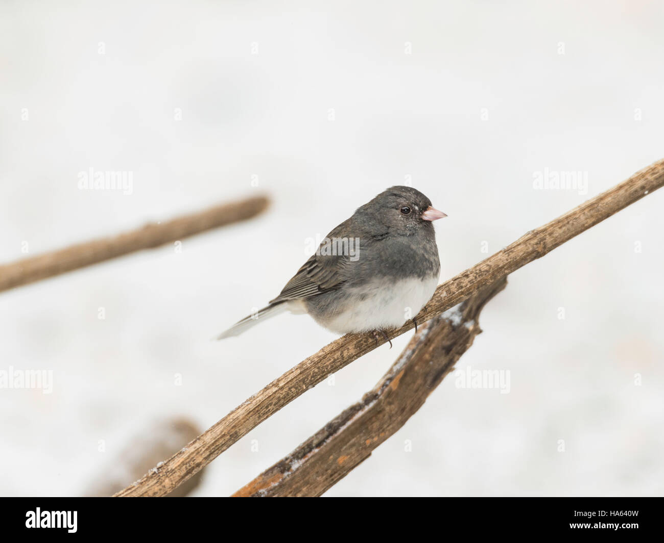 Adult male Dark-eyed Junco on tree limb above snowy ground Stock Photo ...