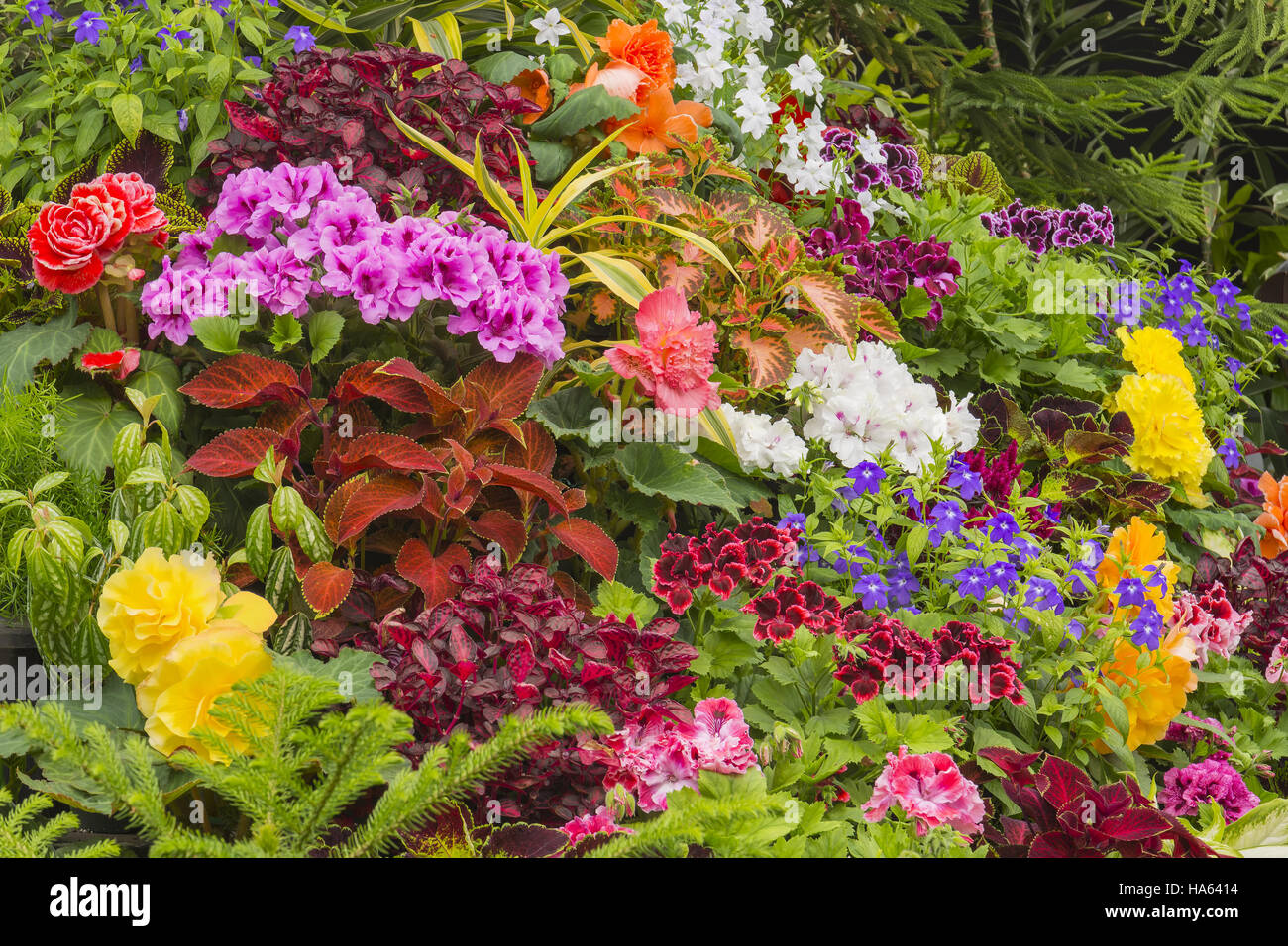 Victoria garden tree hi-res stock photography and images - Alamy