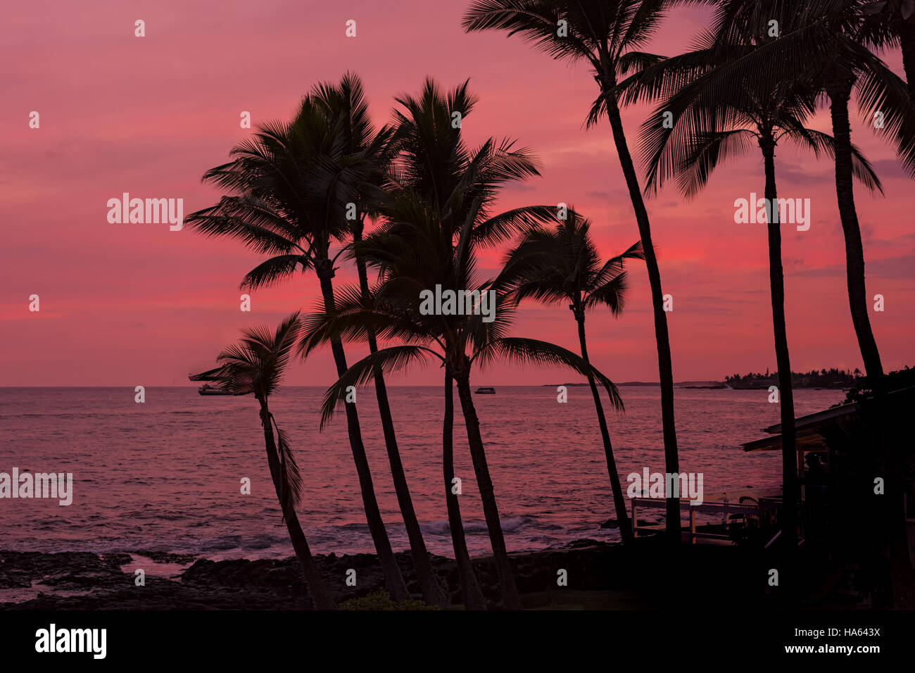 Kona hawaii palm trees hi-res stock photography and images - Alamy