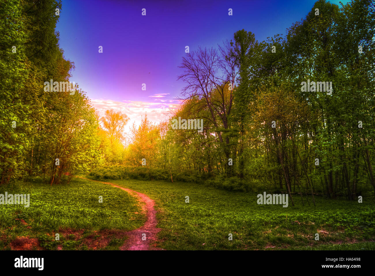 Pathway on a hill with wildflowers. Beautiful natural landscape Stock ...