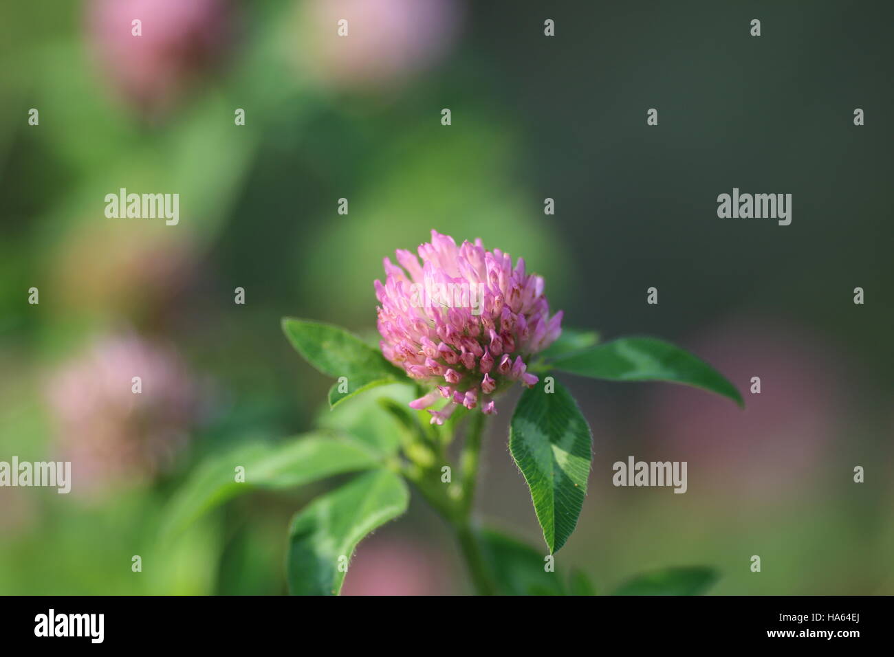 flowers and green leaves and plants Stock Photo - Alamy