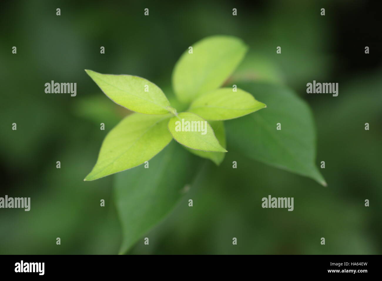 flowers and green leaves and plants Stock Photo - Alamy