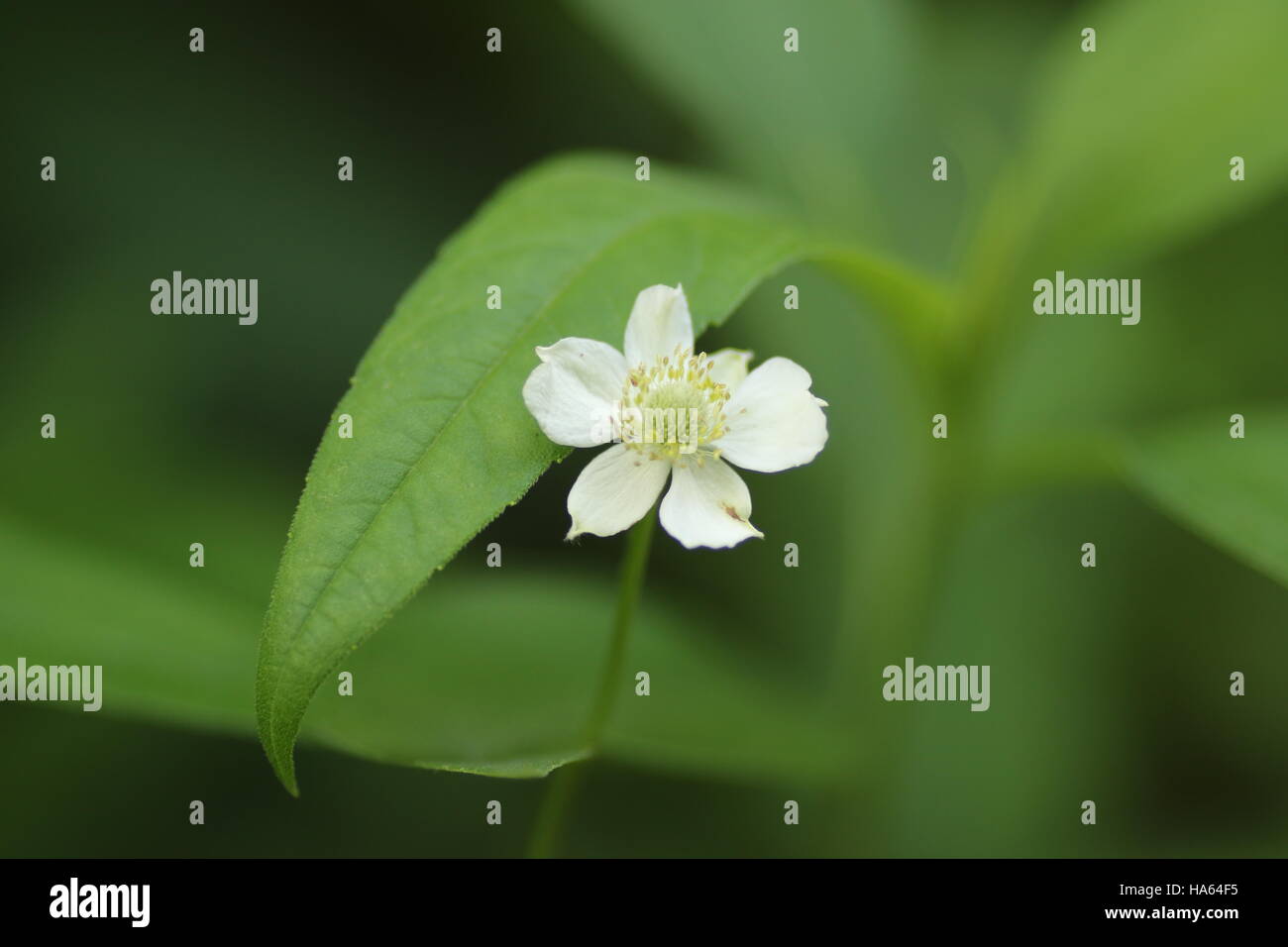 flowers and green leaves and plants Stock Photo - Alamy