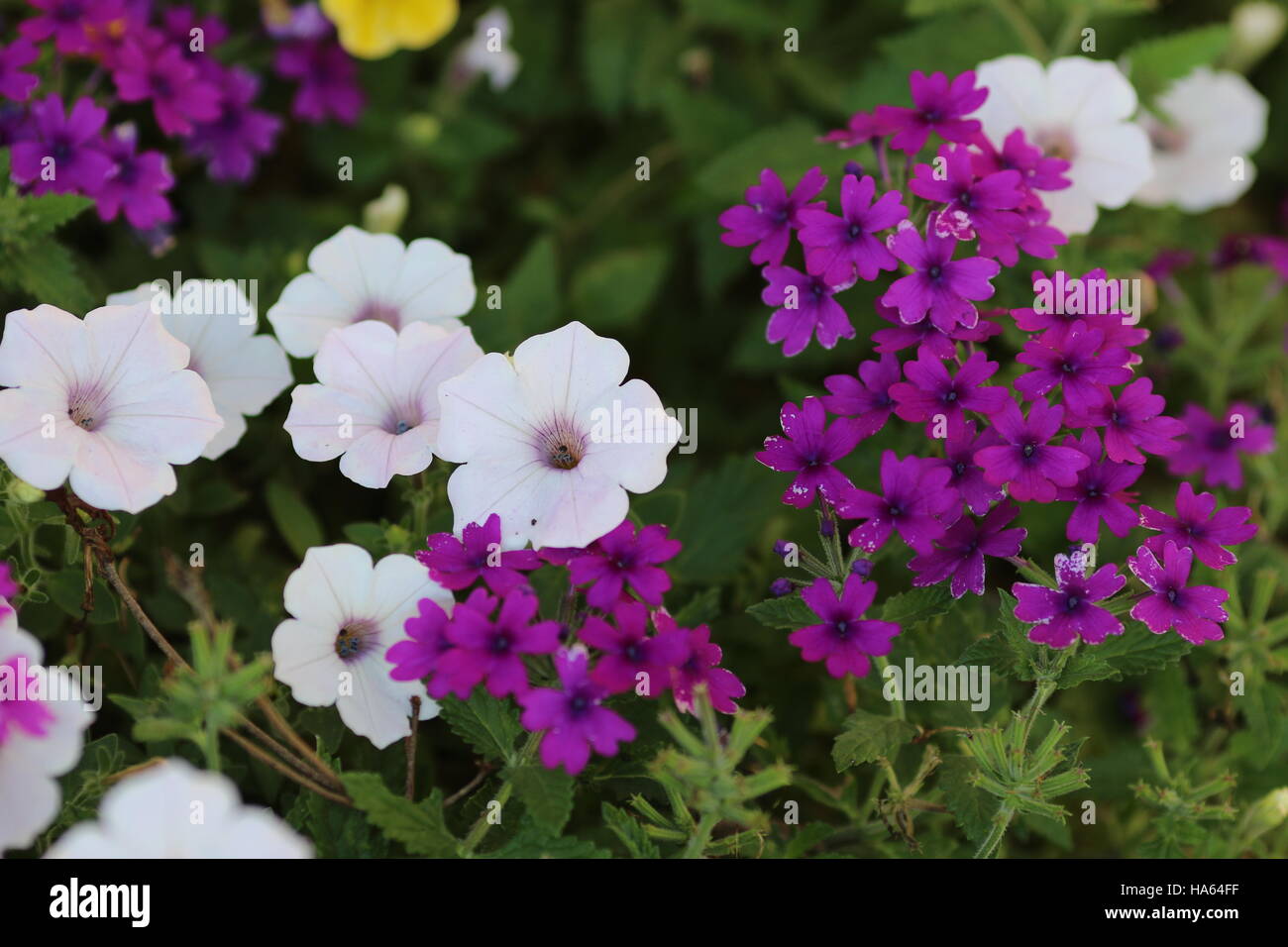 flowers and green leaves and plants Stock Photo - Alamy