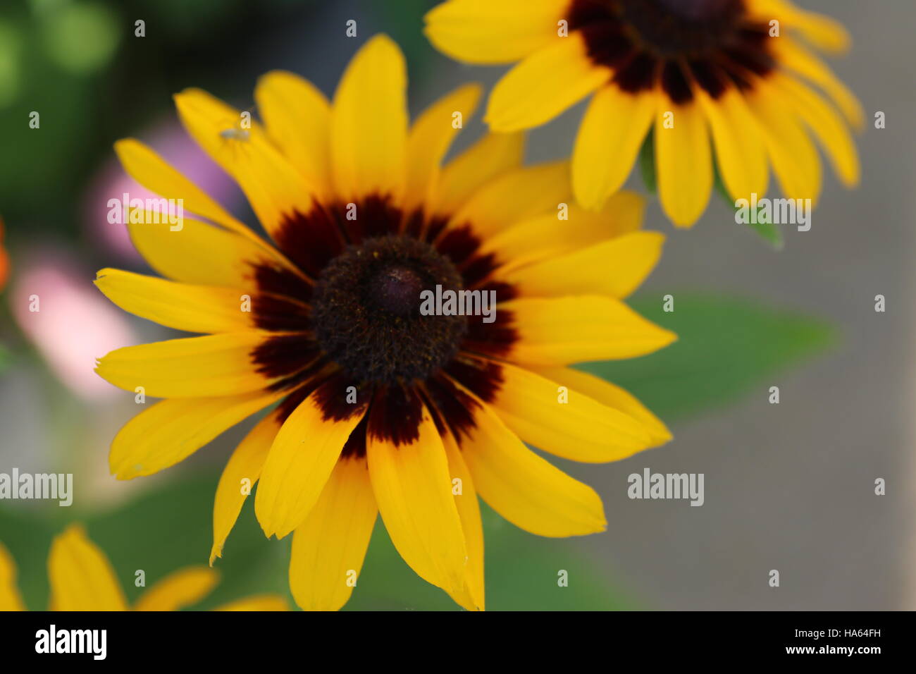 flowers and green leaves and plants Stock Photo - Alamy