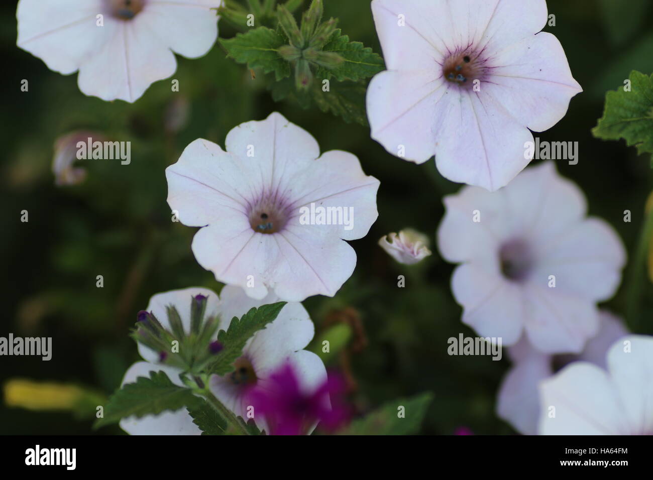 flowers and green leaves and plants Stock Photo - Alamy
