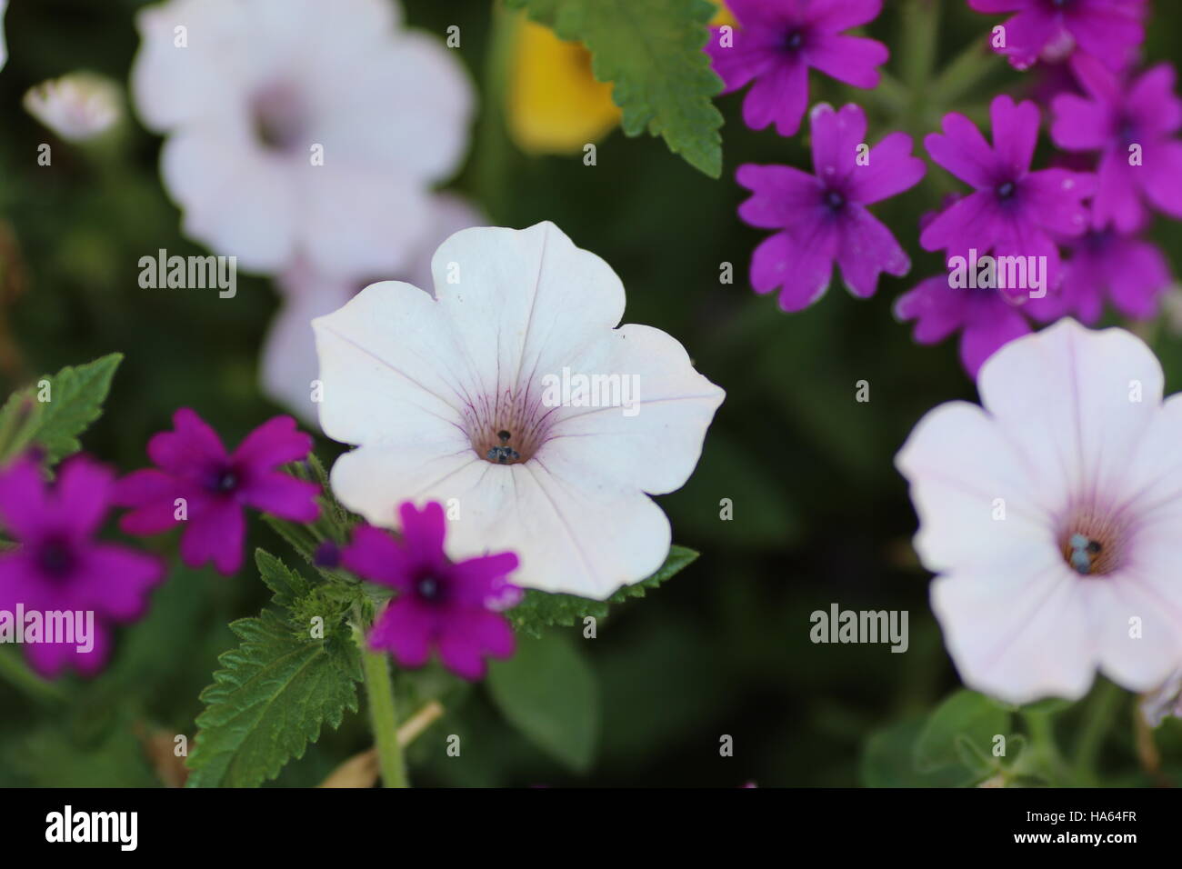 flowers and green leaves and plants Stock Photo - Alamy