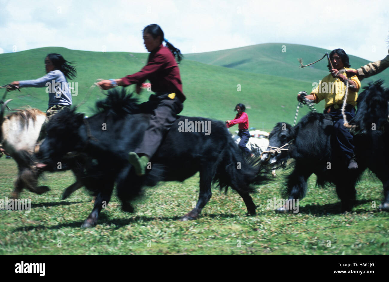 Yak racing hi-res stock photography and images - Alamy
