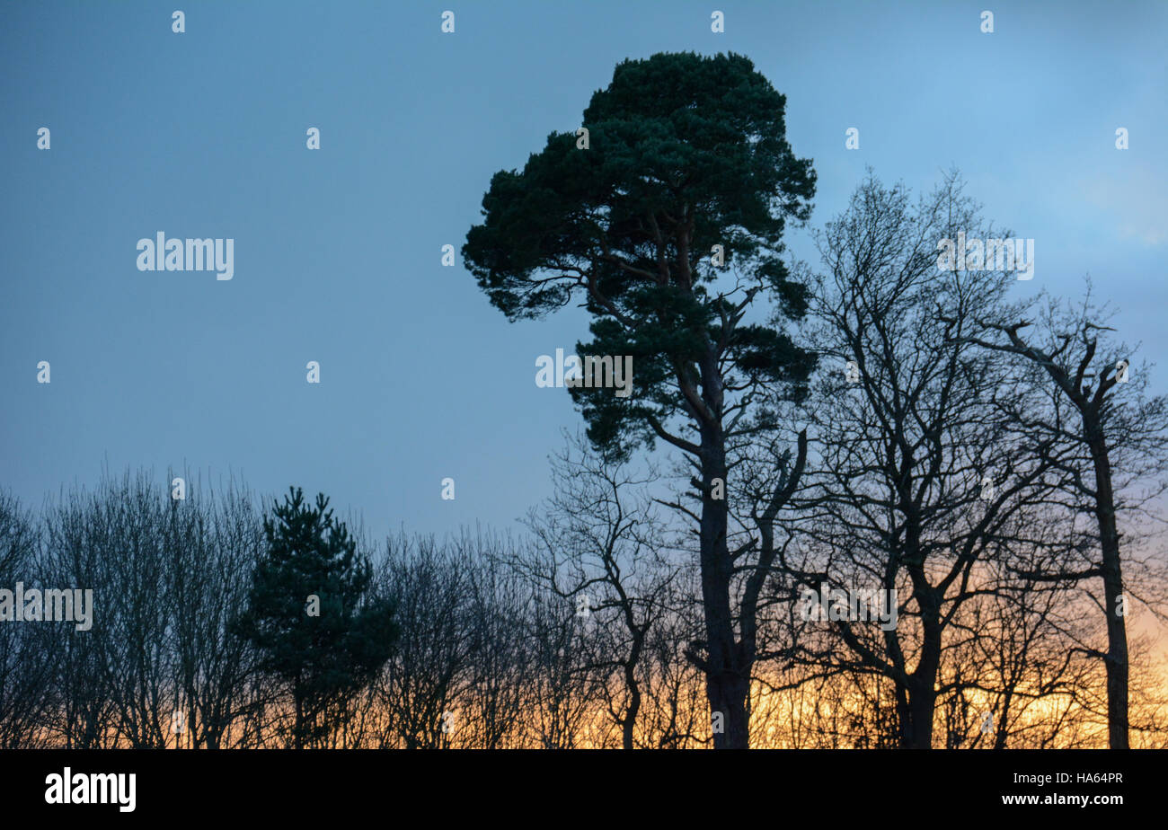Storm clouds silhouette winter trees with blue sky below hi-res stock ...