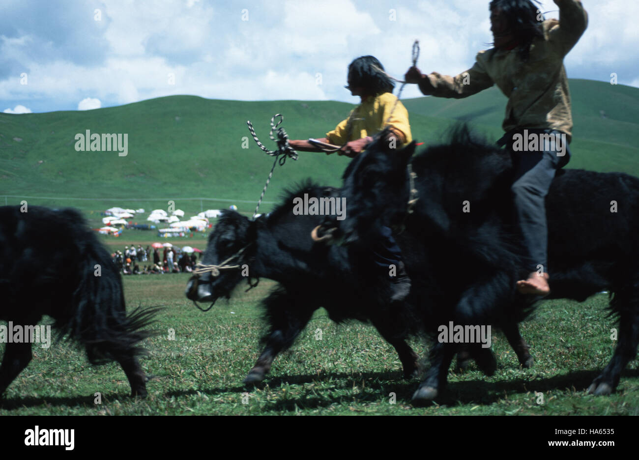 Caption: Ser'xu, Sichuan, China - Aug 2002. A Yak race at the Ser'xu ...