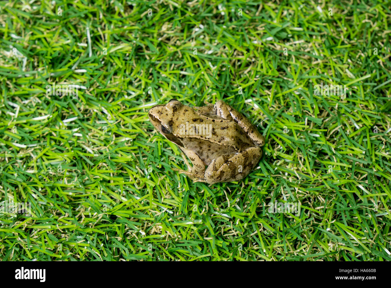 Little brown grass frog hi-res stock photography and images - Alamy