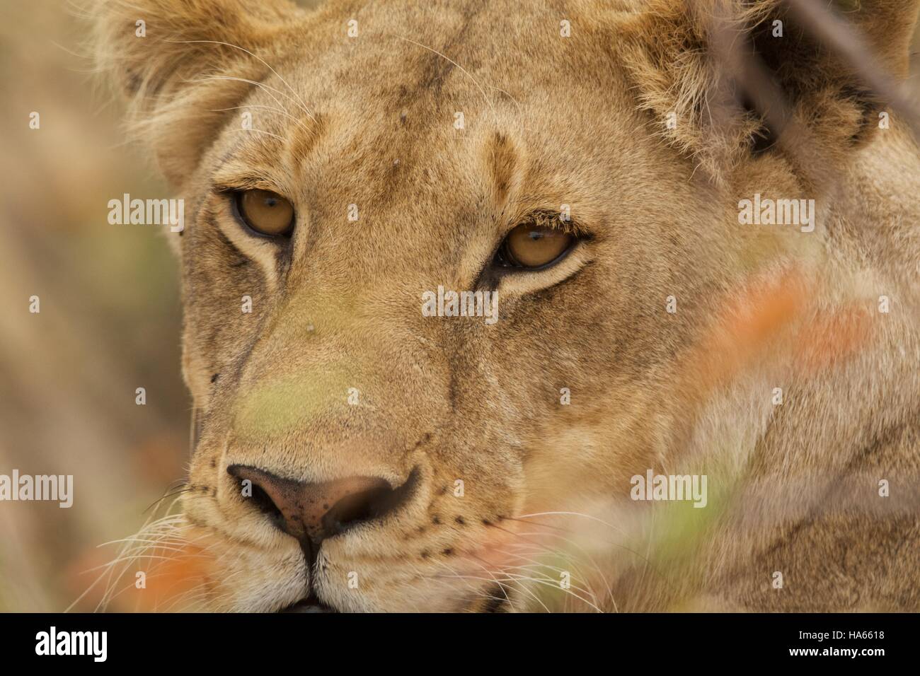 Lioness close up Stock Photo - Alamy