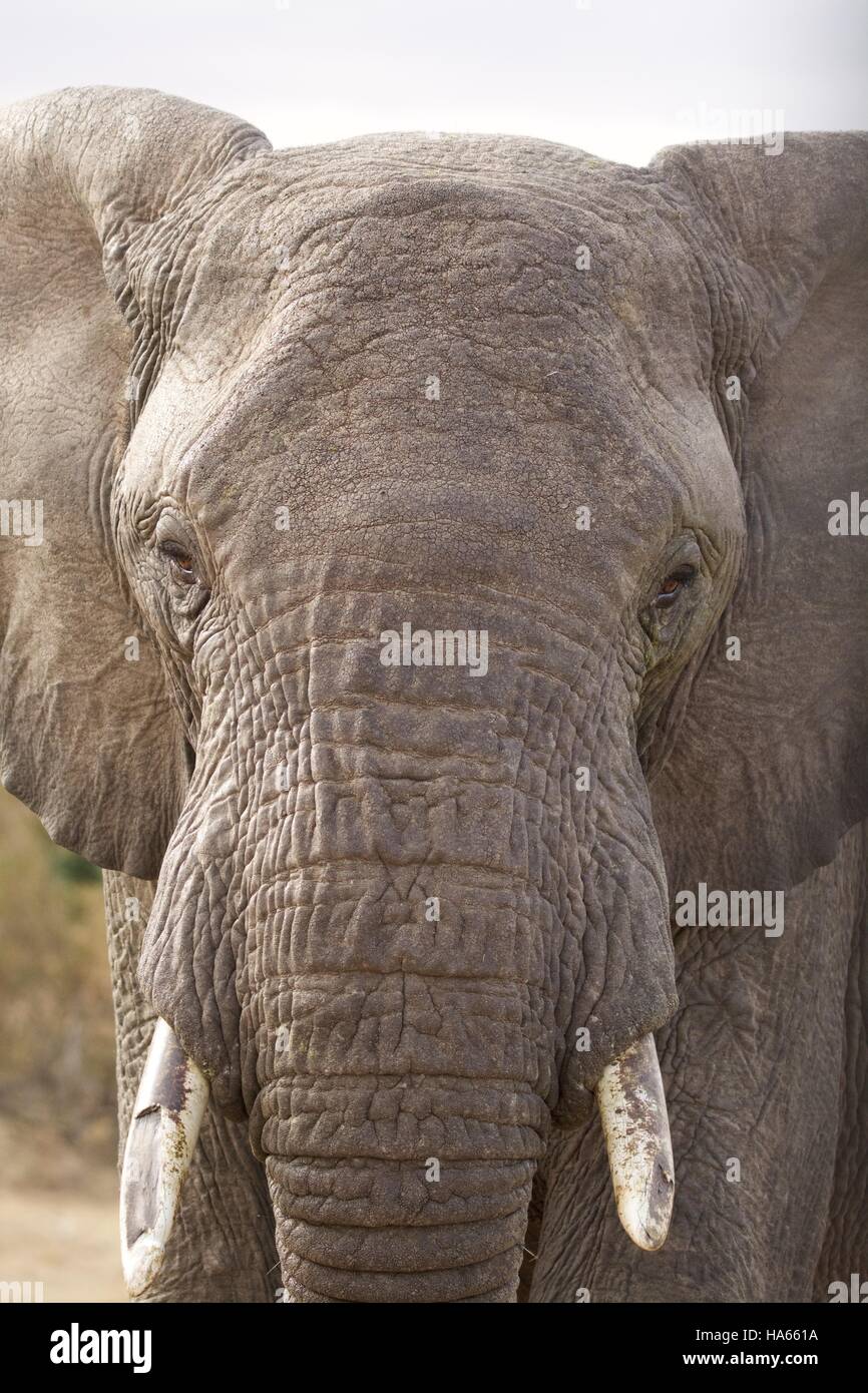 Elephant bull in the Maasai Mara Stock Photo - Alamy