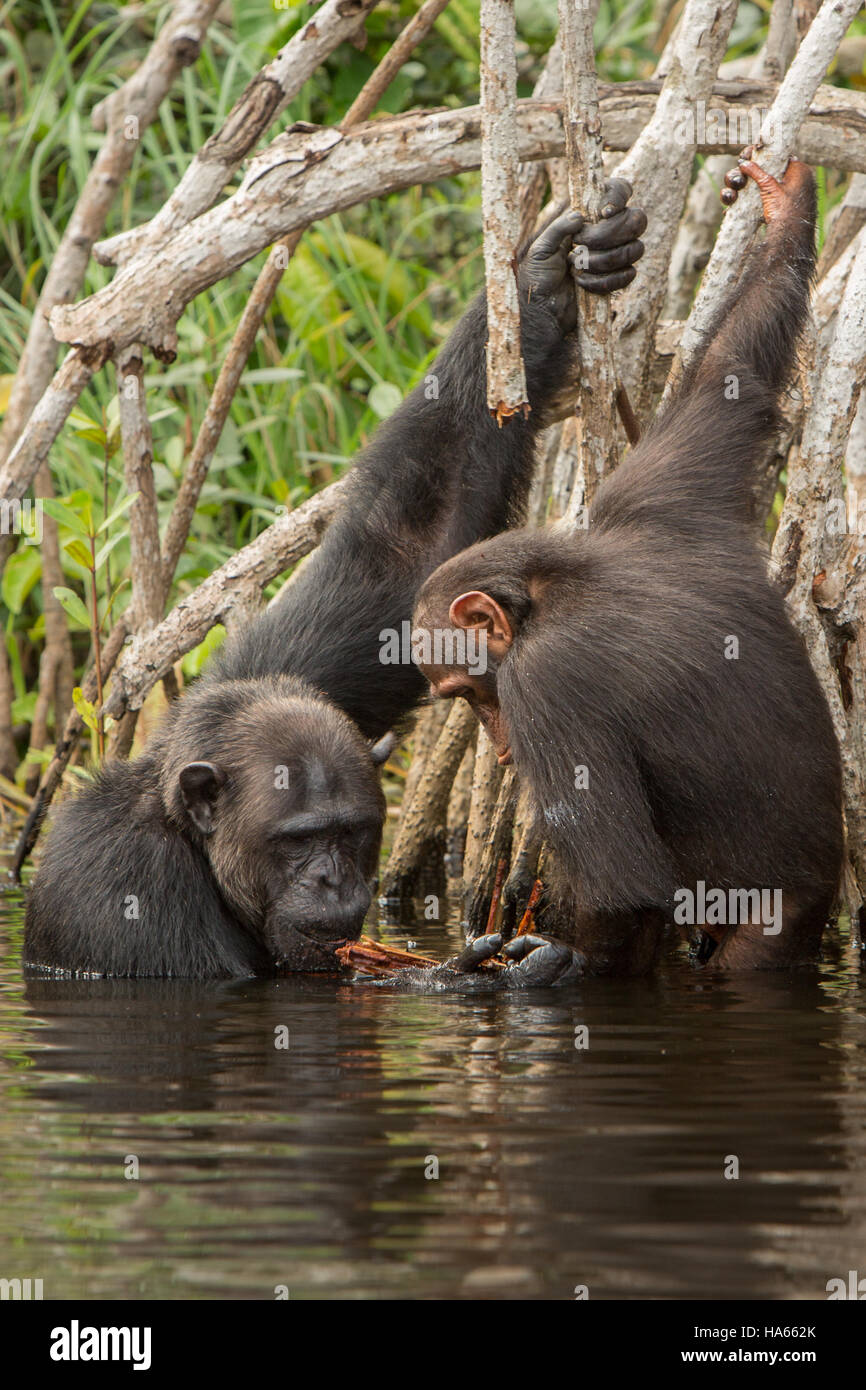 Beautiful chimpanzee in Africa, Pan troglodytes, wild ape in the nature ...