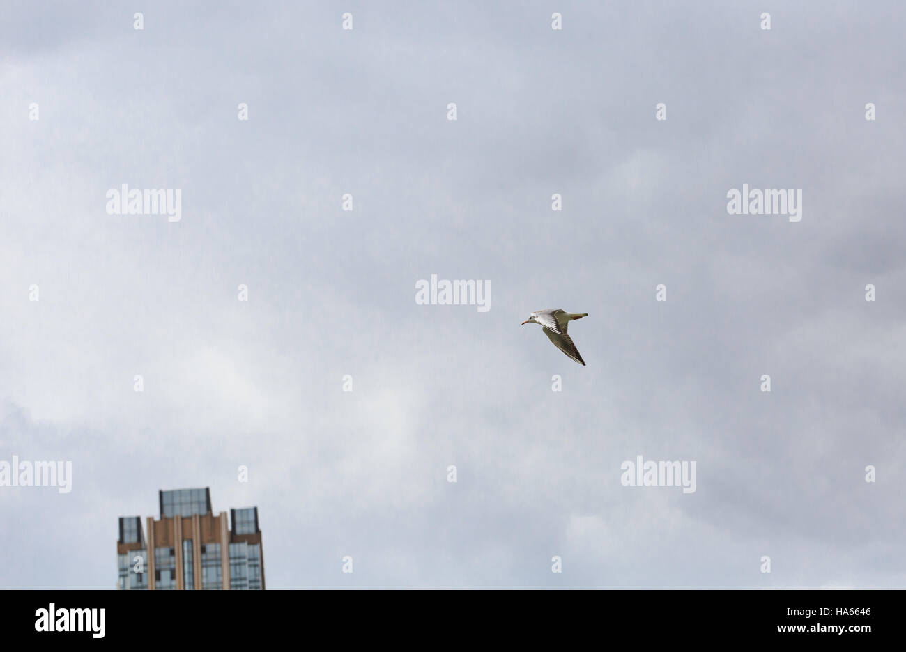 A white bird is flying over the city Stock Photo - Alamy