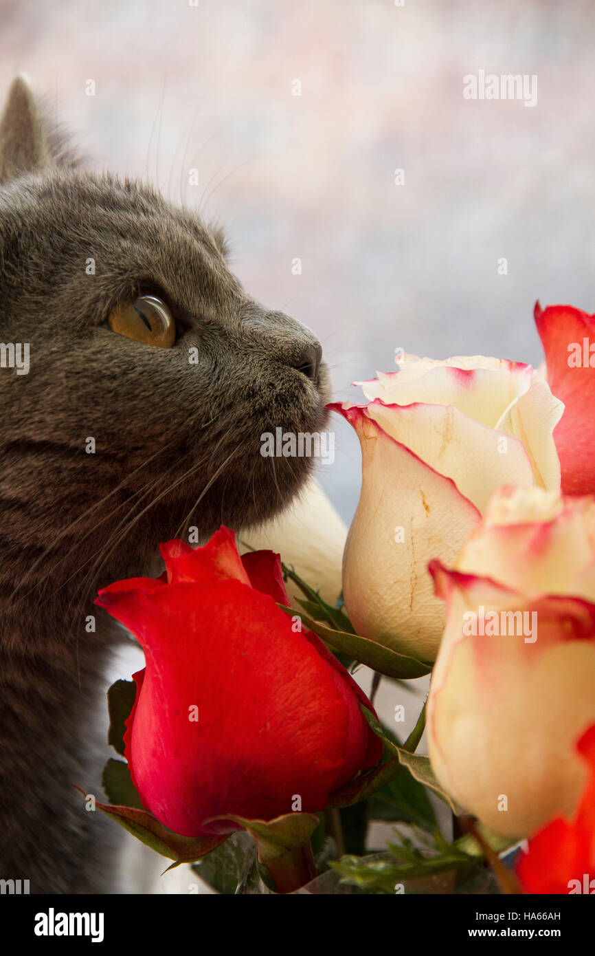 Cat smelling flower hi-res stock photography and images - Alamy