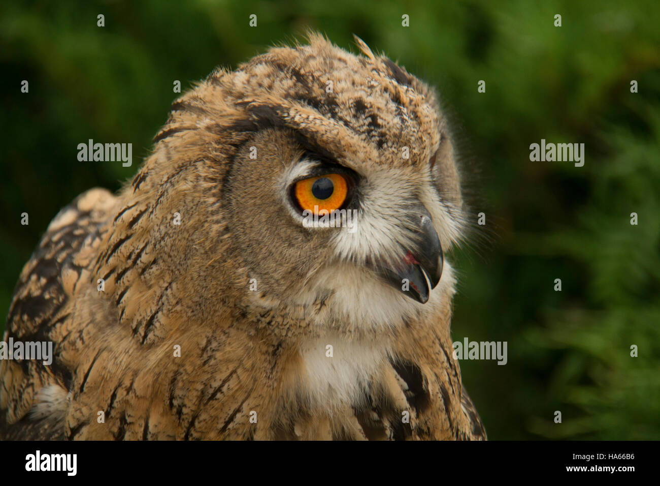 Big owl seating on the green background Stock Photo - Alamy