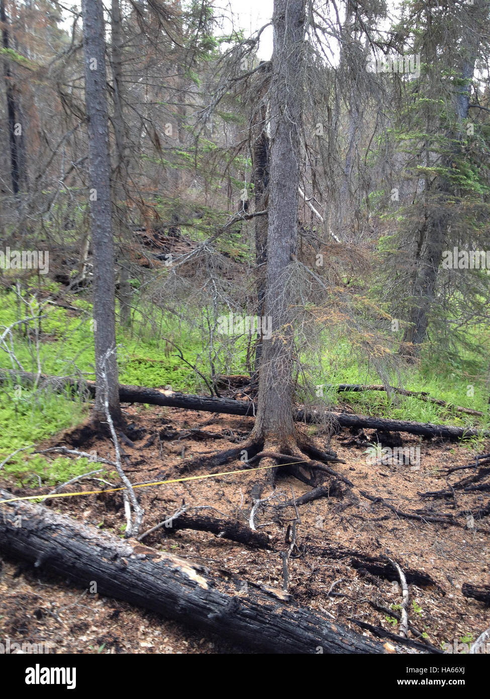 Restoring natural balance hi-res stock photography and images - Alamy