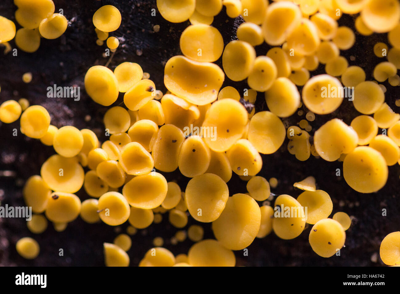 Bisporella Citrina (Lemon Disco) fungi Stock Photo - Alamy