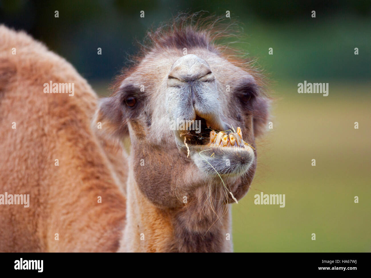Bactarian Camels Camelus bactrianus eating Stock Photo - Alamy