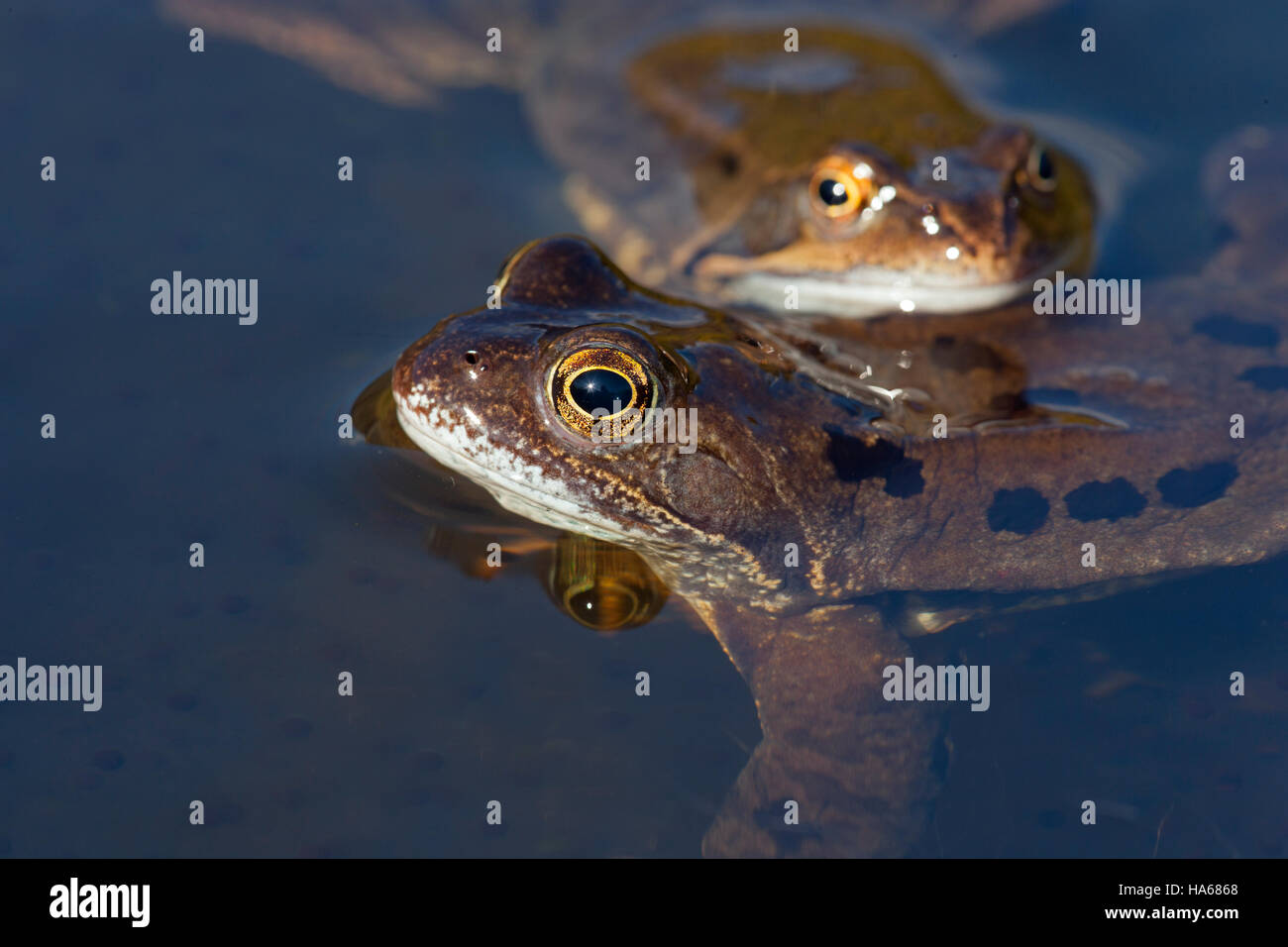 Family ranidae frogs hi-res stock photography and images - Alamy