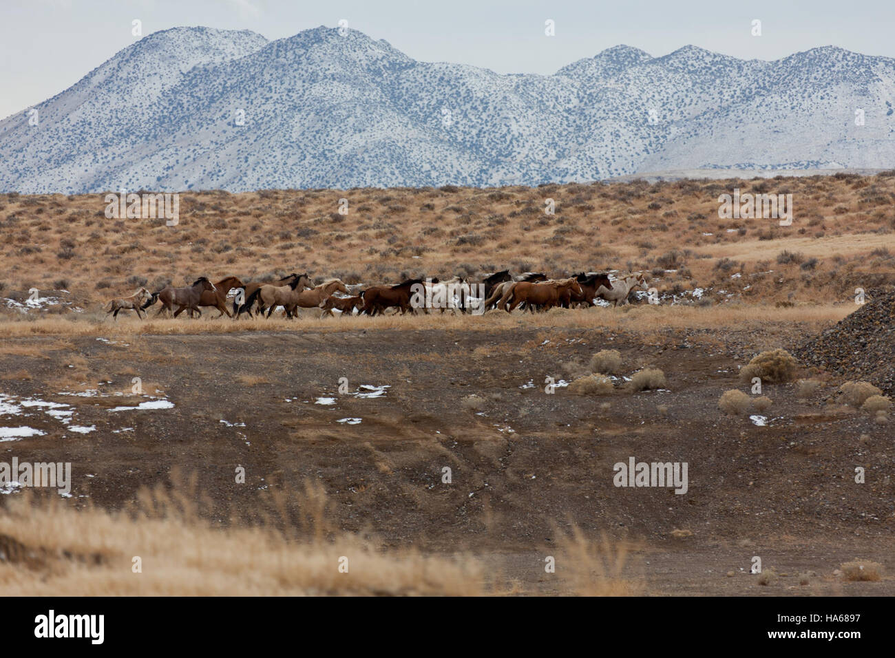 BLM Nevada oversees a range of environmental and land management ...