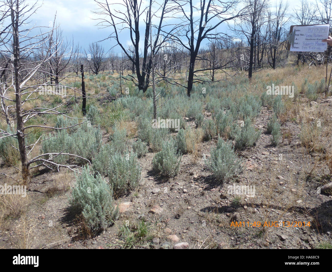 blmnevada 15274744898 140813-bmdo-frazier-fire-Seeded Sagebrush ...