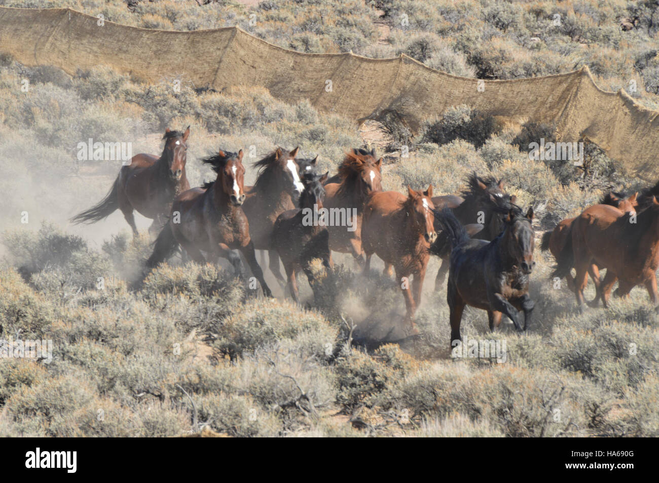 blmnevada 15542566779 141106-bmdo-reveille-gather (31 Stock Photo - Alamy
