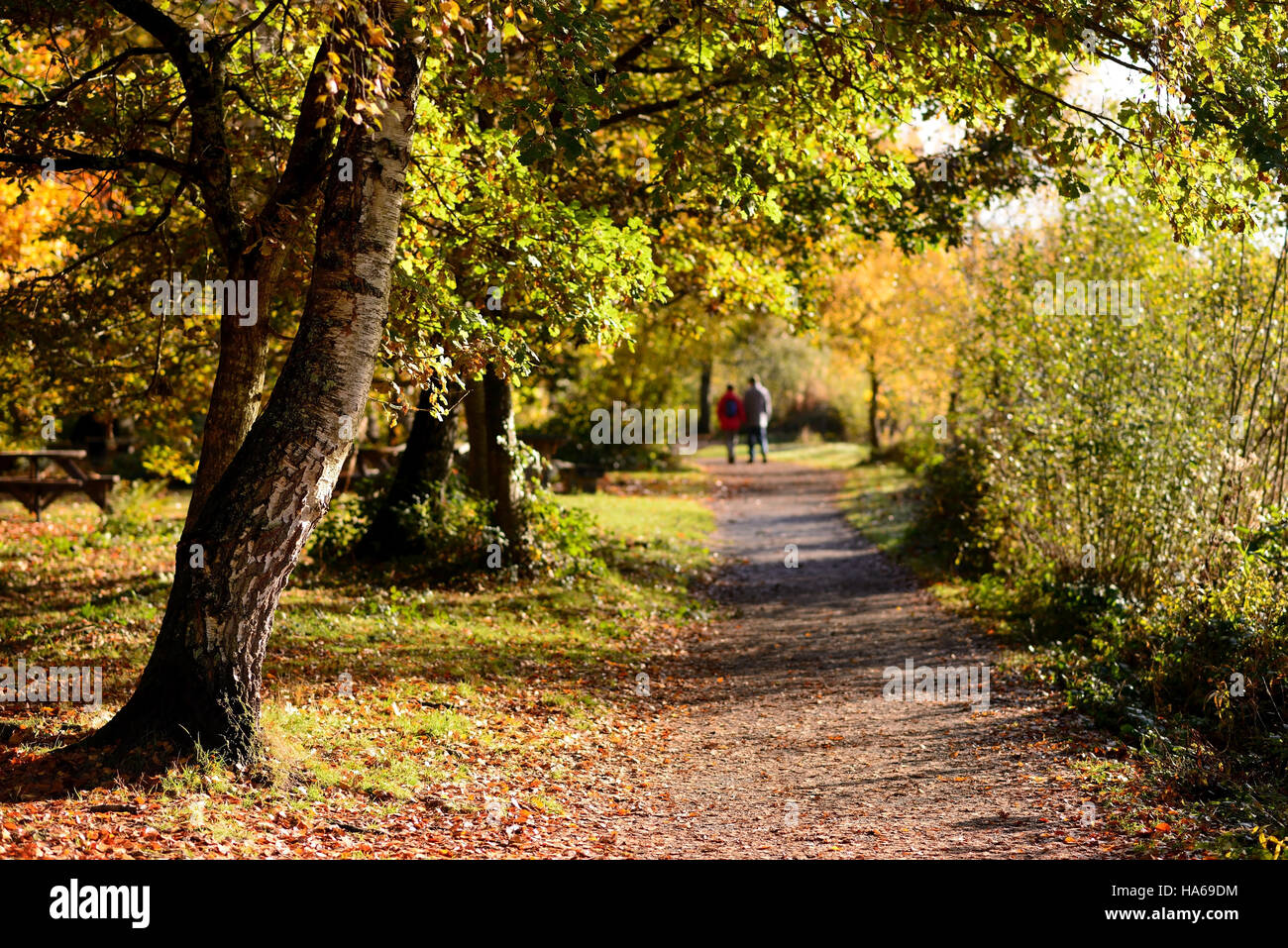Taking an autumn walk in the woods Stock Photo - Alamy