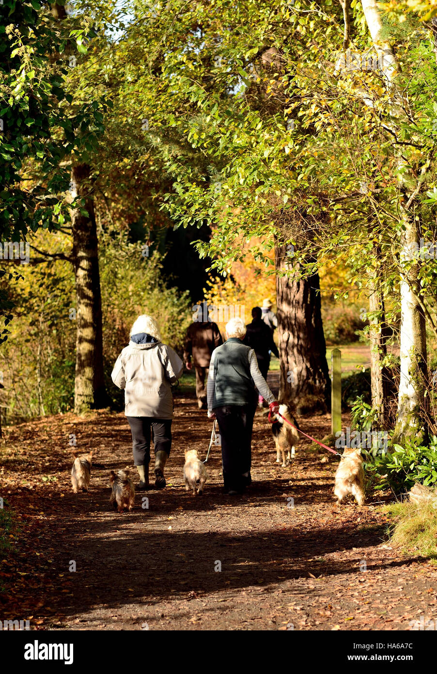 Taking the dogs for an autumn walk in the woods Stock Photo - Alamy