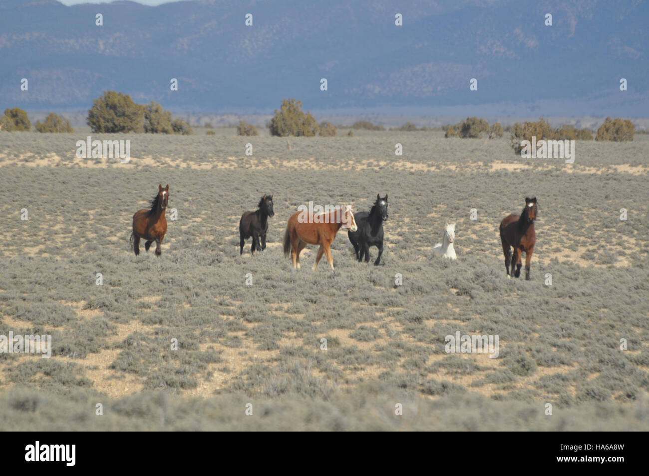 A BLM Nevada photo documenting the management of wild horses and burros ...