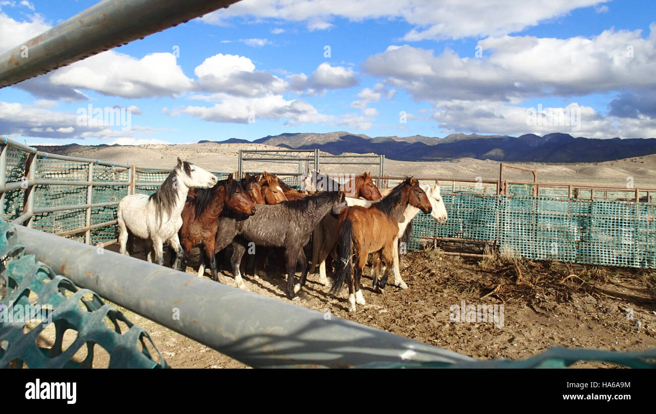 The Bureau of Land Management in Nevada conducts land management ...