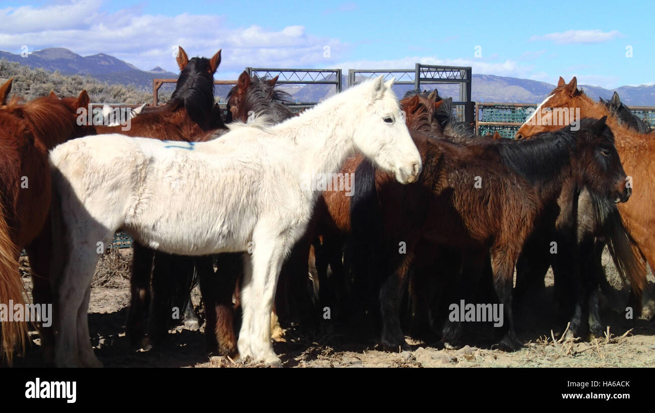 The Bureau of Land Management (BLM) oversees federal land management ...