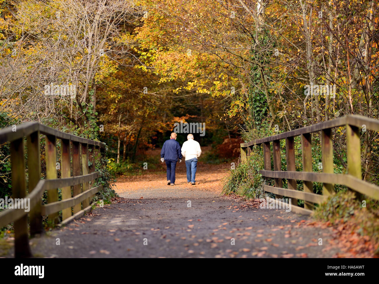 Taking an autumn walk in the woods Stock Photo - Alamy