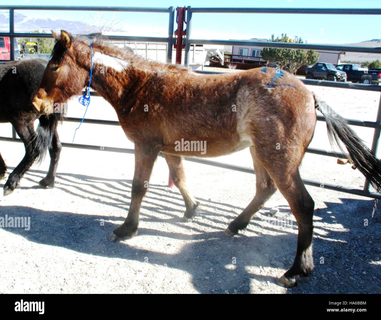 In Eureka, Nevada, the Bureau of Land Management (BLM) manages public ...