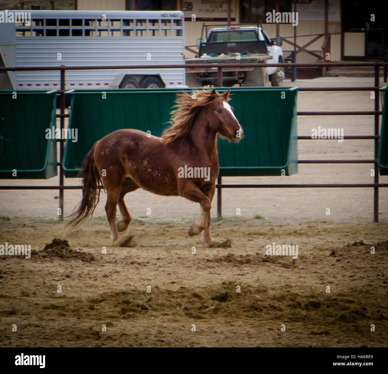 blmnevada 16706962192 UnknownPen-Mane Stock Photo - Alamy