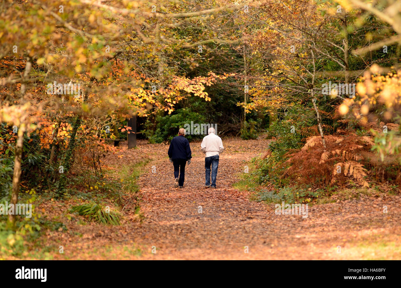 Taking an autumn walk in the woods Stock Photo - Alamy