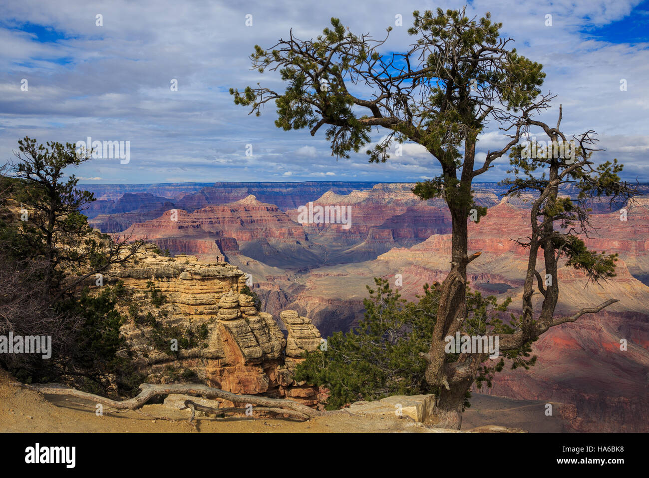 Impressive tree on South Rim of Grand Canyon, Arizona, United States ...