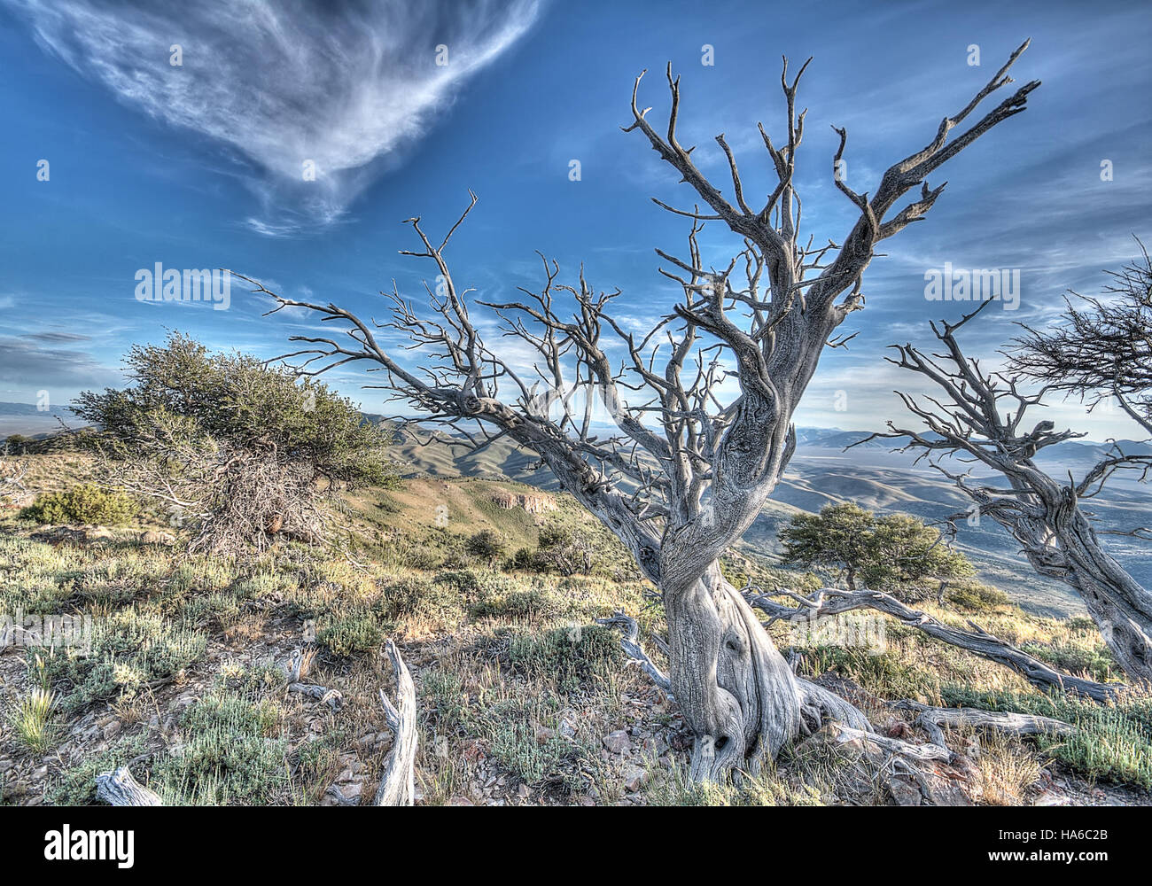 A wind-swept tree in Nevada showcases the resilience of plant life in ...