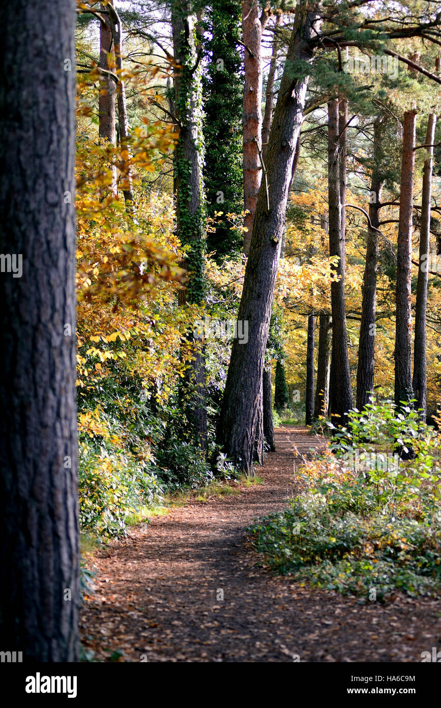 A leaf covered track through the woods Stock Photo - Alamy