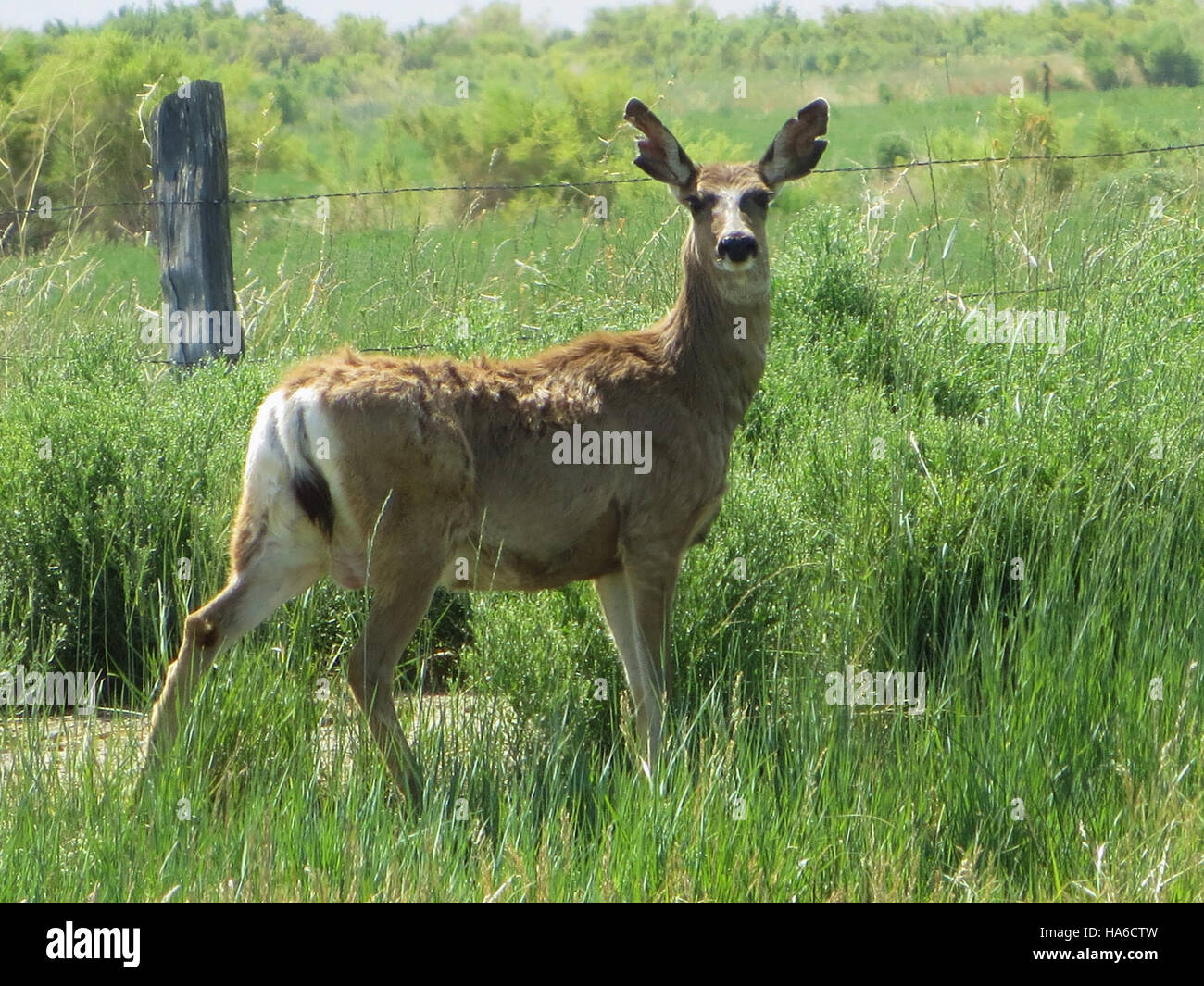 Fallon park hi-res stock photography and images - Alamy