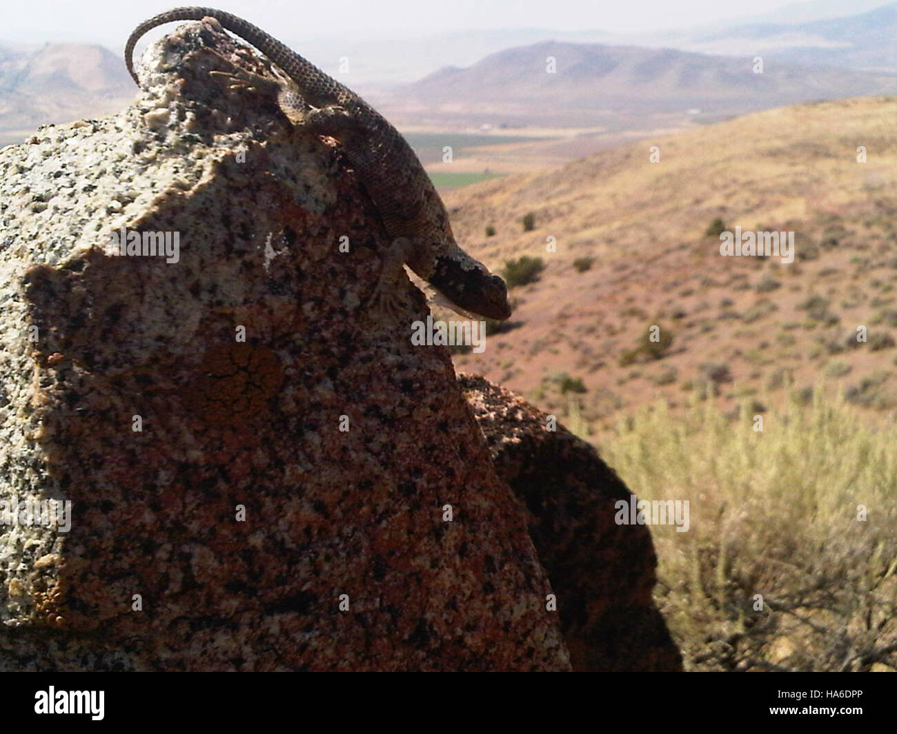A lizard is captured in its natural habitat in Nevada, highlighting the ...