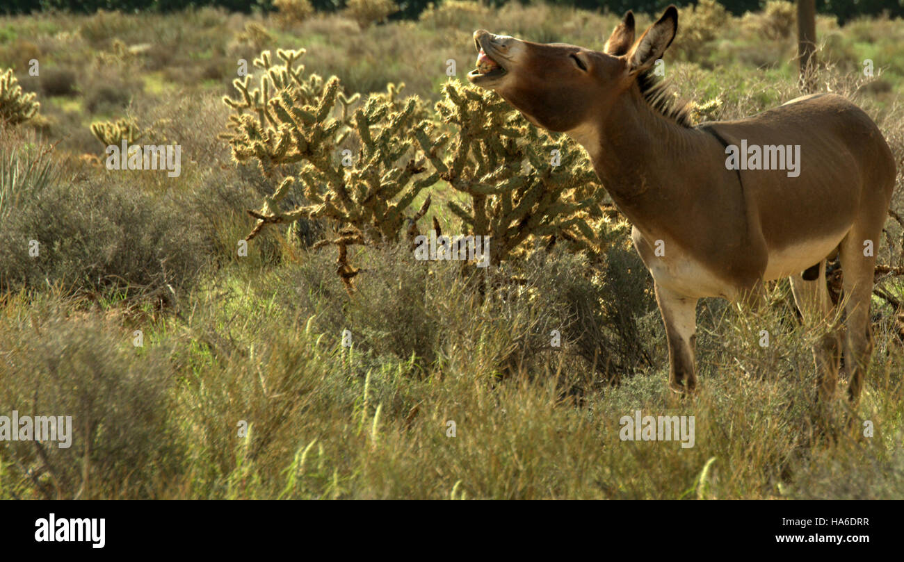 The Smiling Burro is a symbol of Nevada’s wild burro management efforts ...