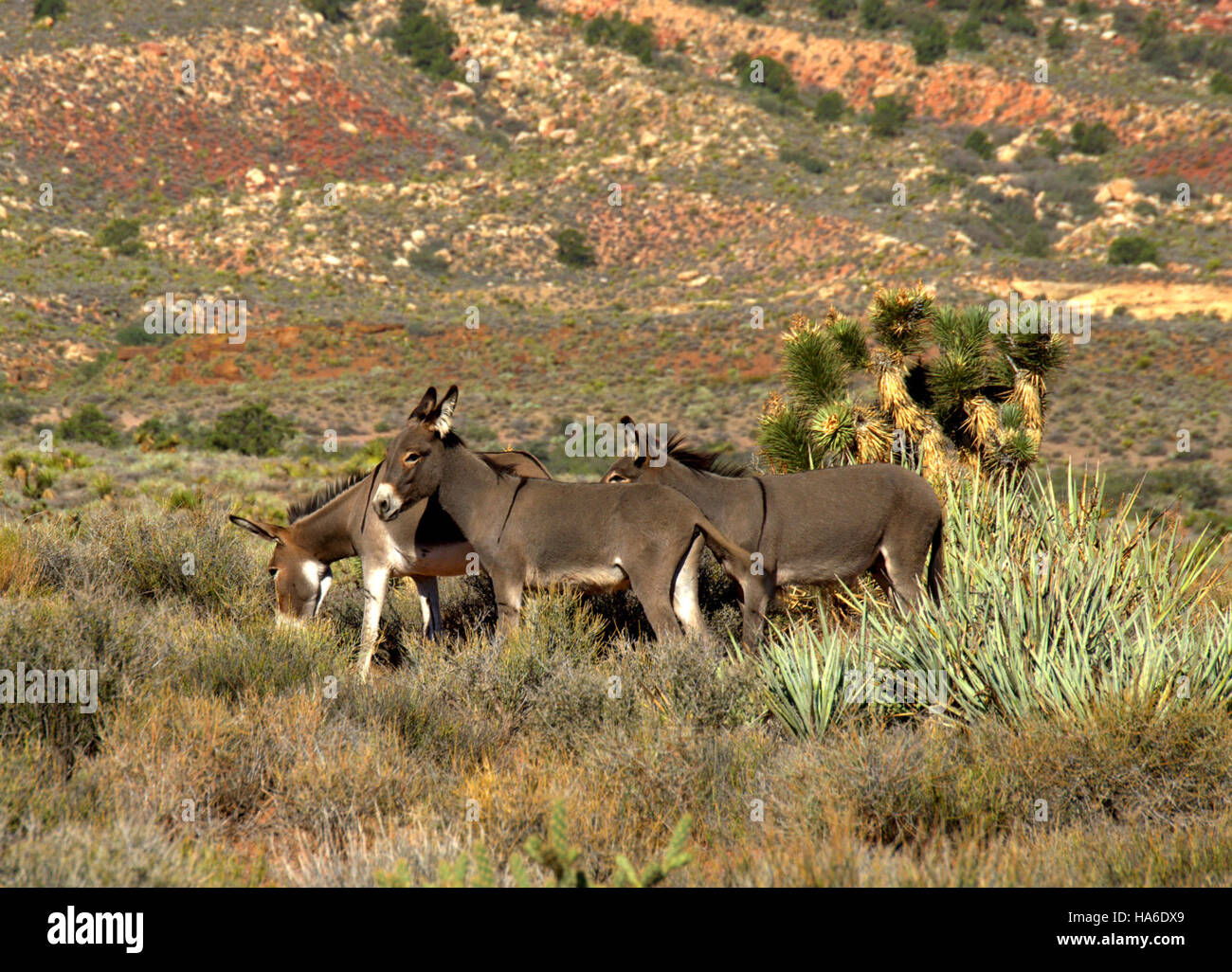 Wild burros are a significant part of Nevada’s wildlife, managed by the ...