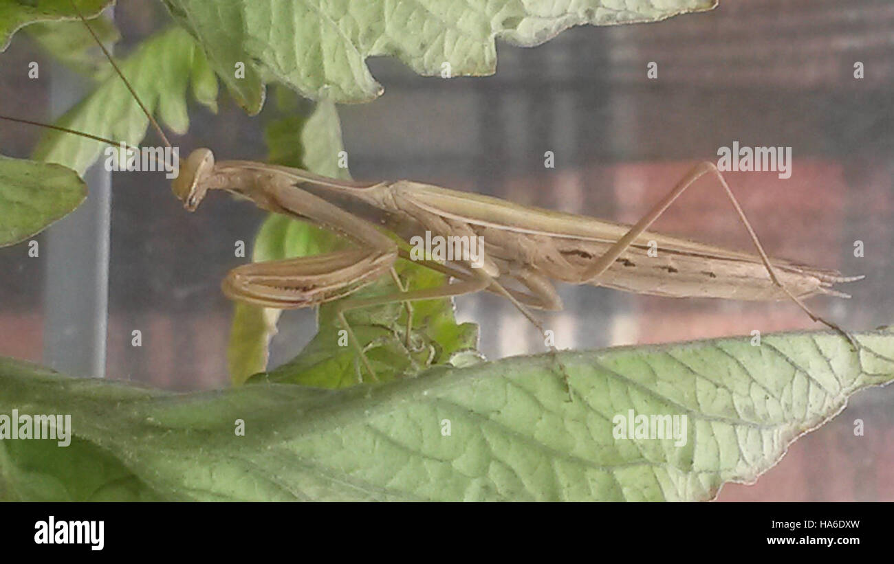 The praying mantis, featured in this image, is a predatory insect known ...