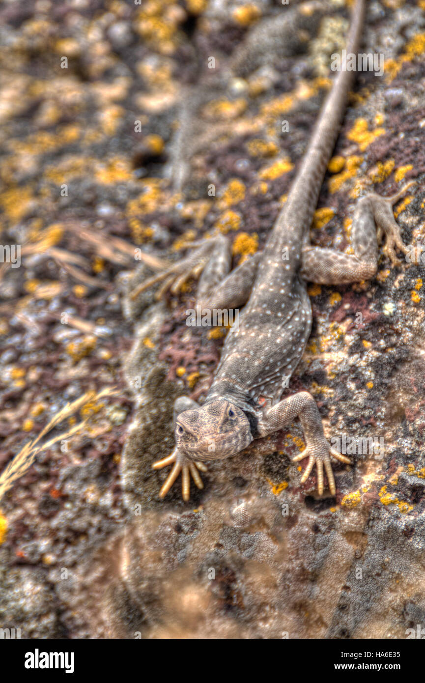 A collared lizard spotted in the Nevada desert, showcasing the diverse ...