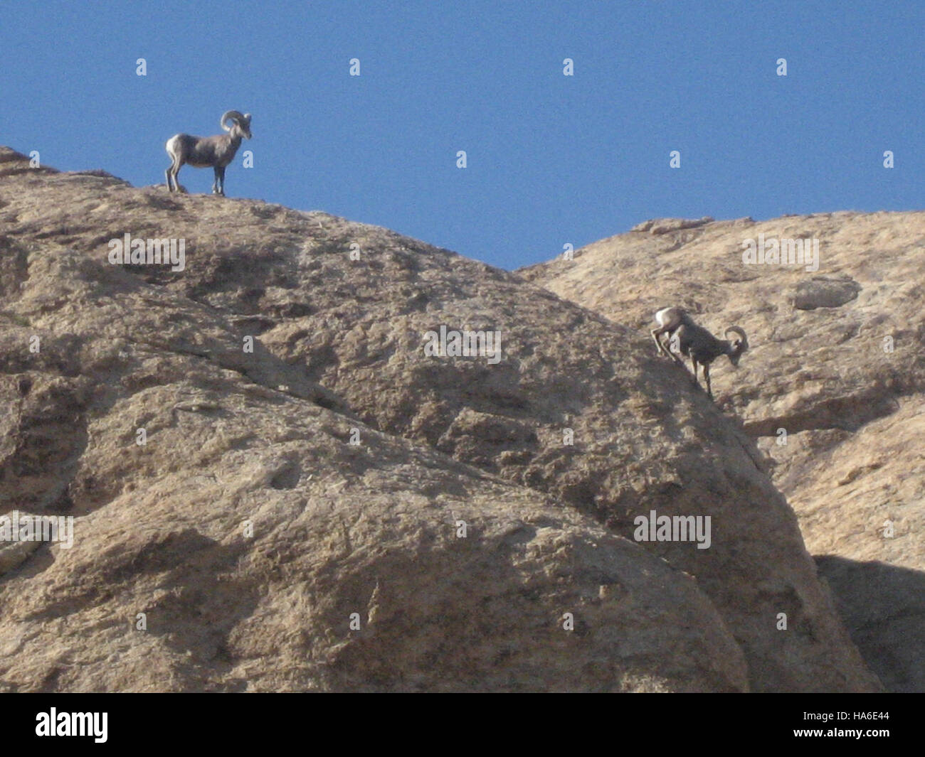 Bighorn sheep are a notable species in Nevada's ecosystems ...