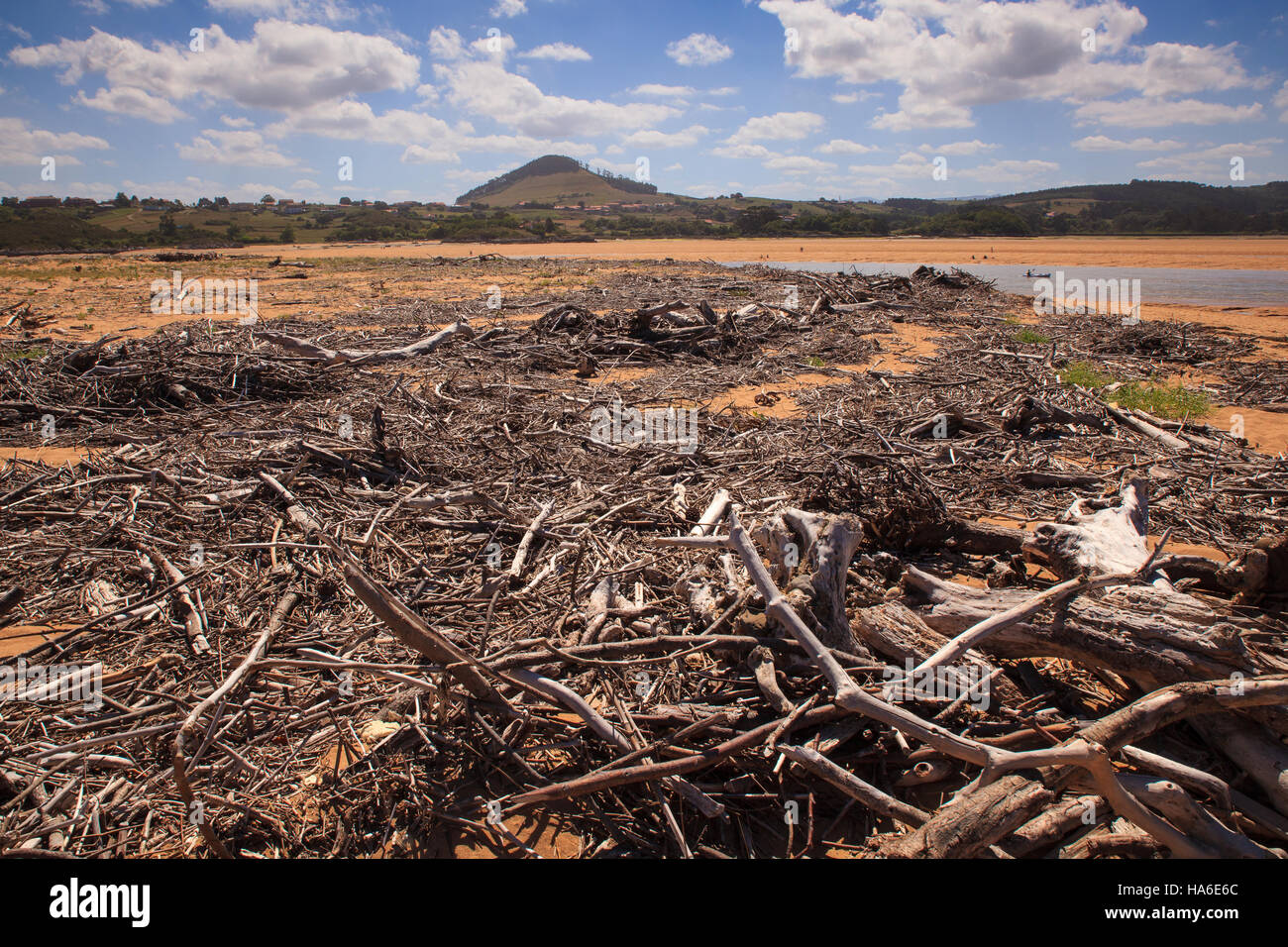 Driftwood Trees Branches and Trash Lumber on Beach Stock Photo - Alamy